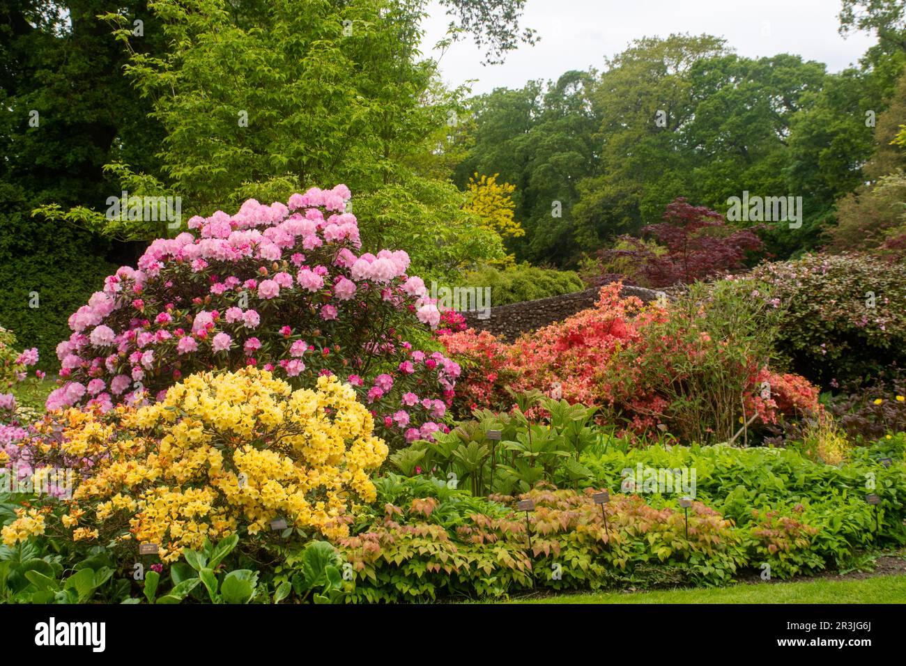 Rhododendrons in large English Garden Stock Photo - Alamy