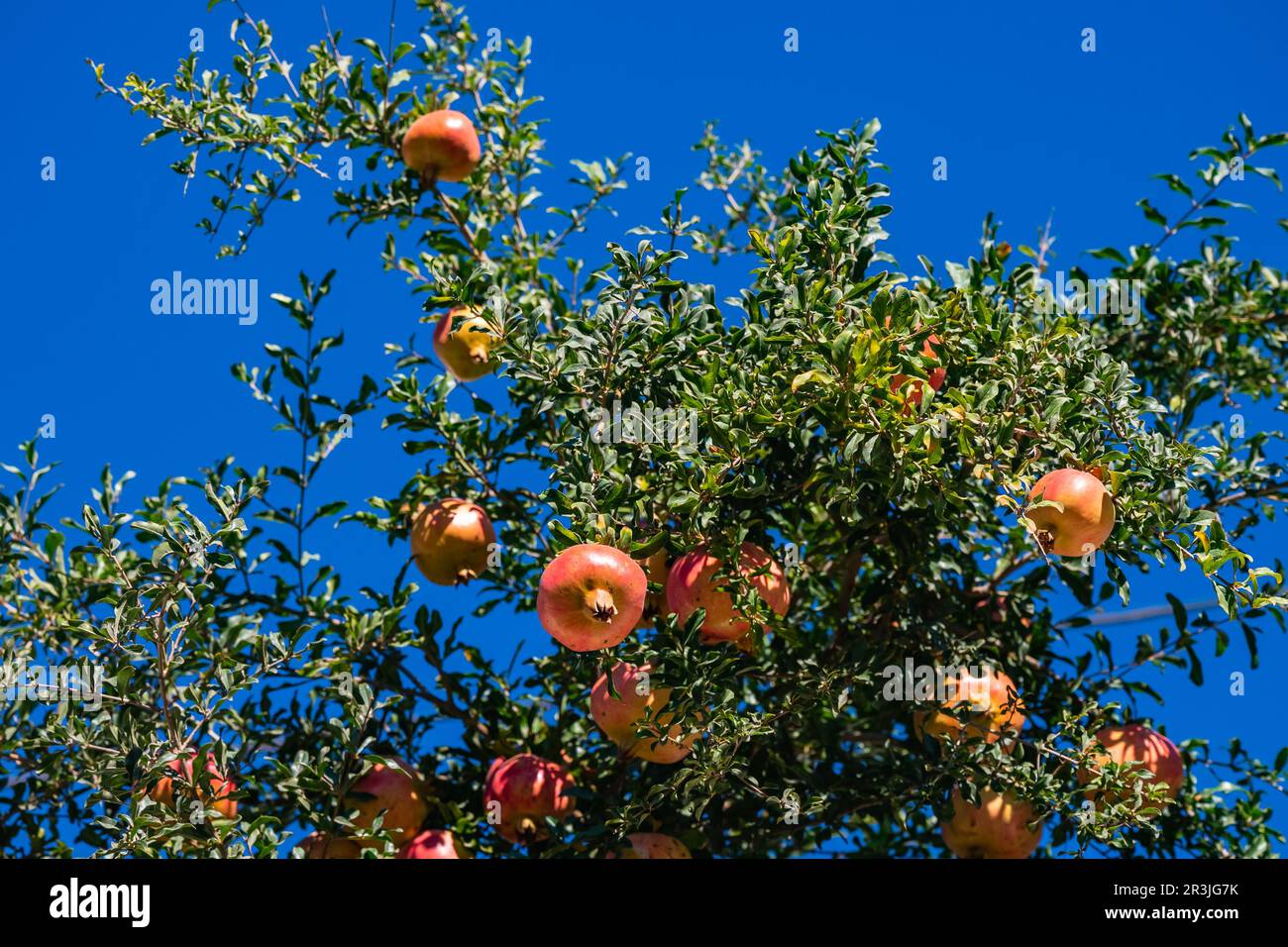 Pomegranate cultivation hi-res stock photography and images - Alamy