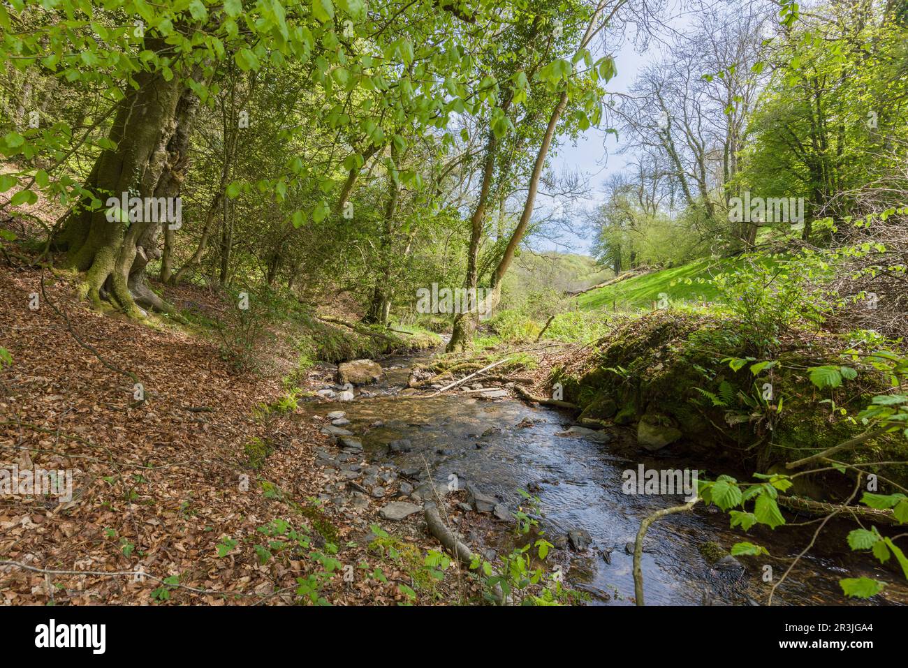 The River Tone running alongside a woodland near it’s source upstream ...