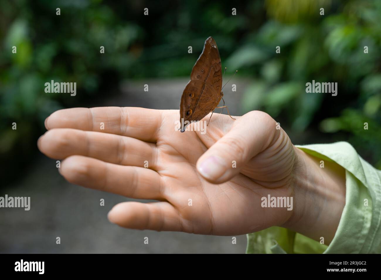 butterfly on hand. Beautiful butterfly on woman hand. Butterfly on ...