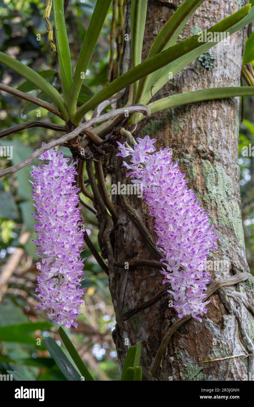 Closeup view of white and purple pink clusters of flowers of ...