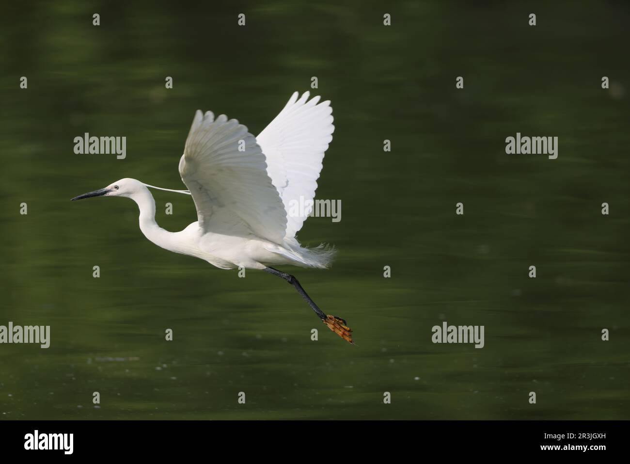 Little egret in japan hi-res stock photography and images - Alamy