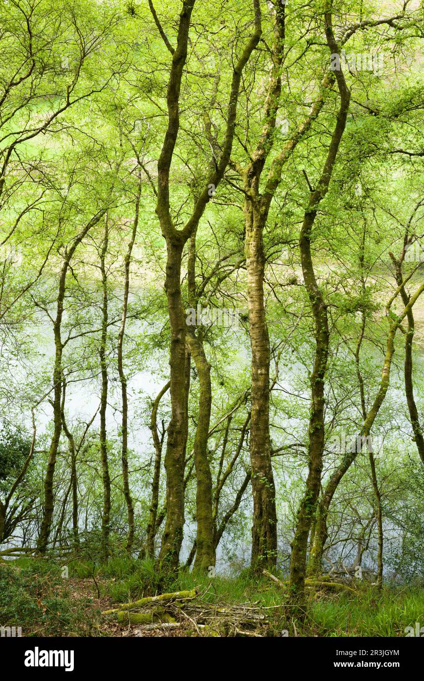 Northern Wood in spring above Clatworthy Reservoir in the Brendon Hills ...