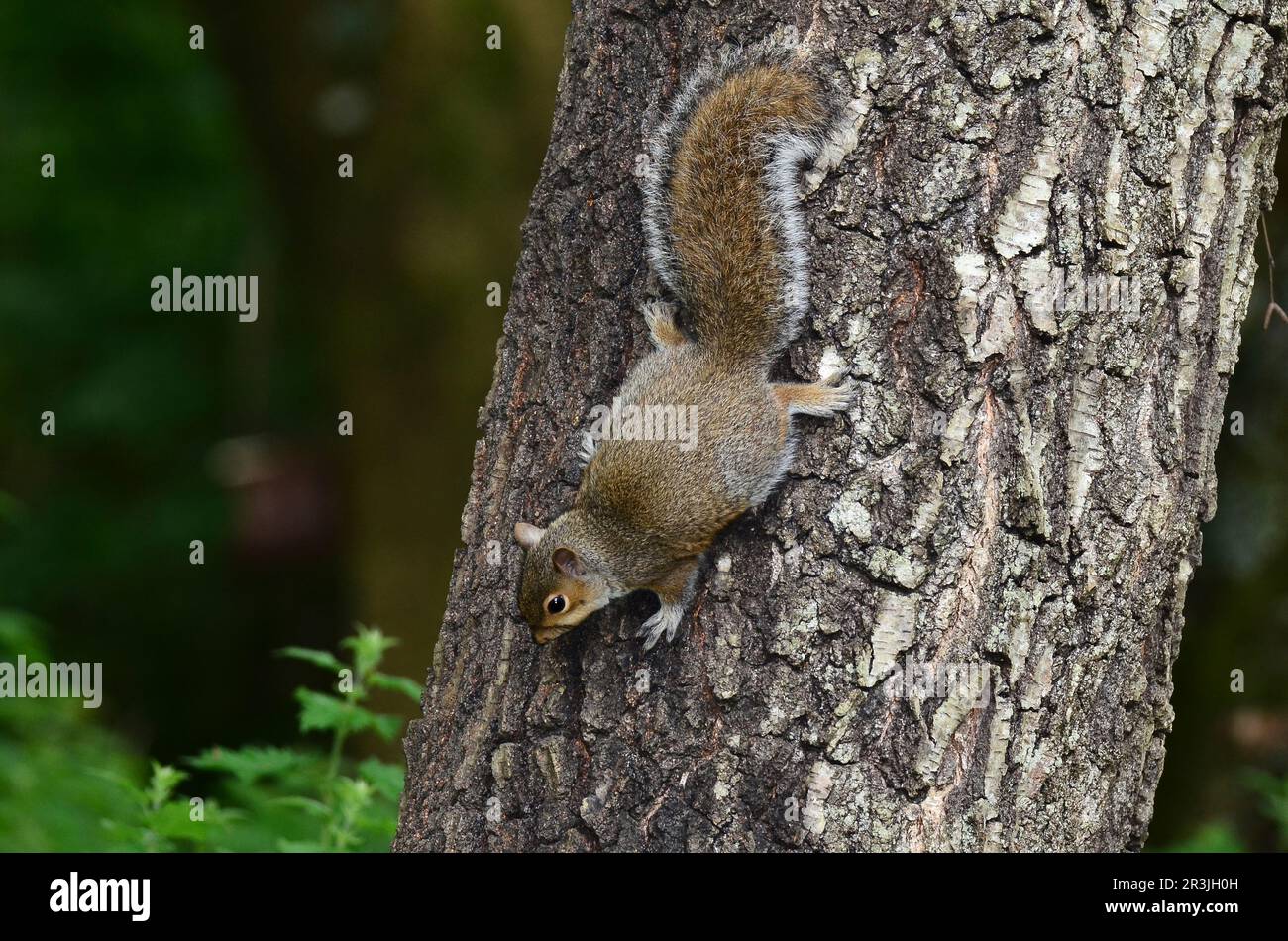 Juvenile grey squirrel climbing down tree trunk Stock Photo - Alamy