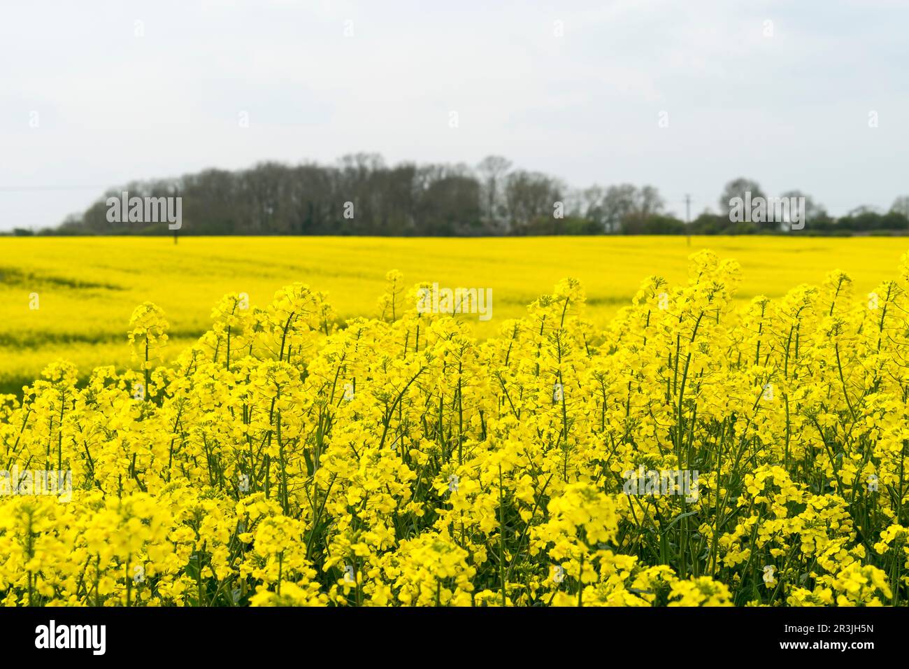 Rapeseed field in full bloom Lincolnshire, England, UK Stock Photo - Alamy
