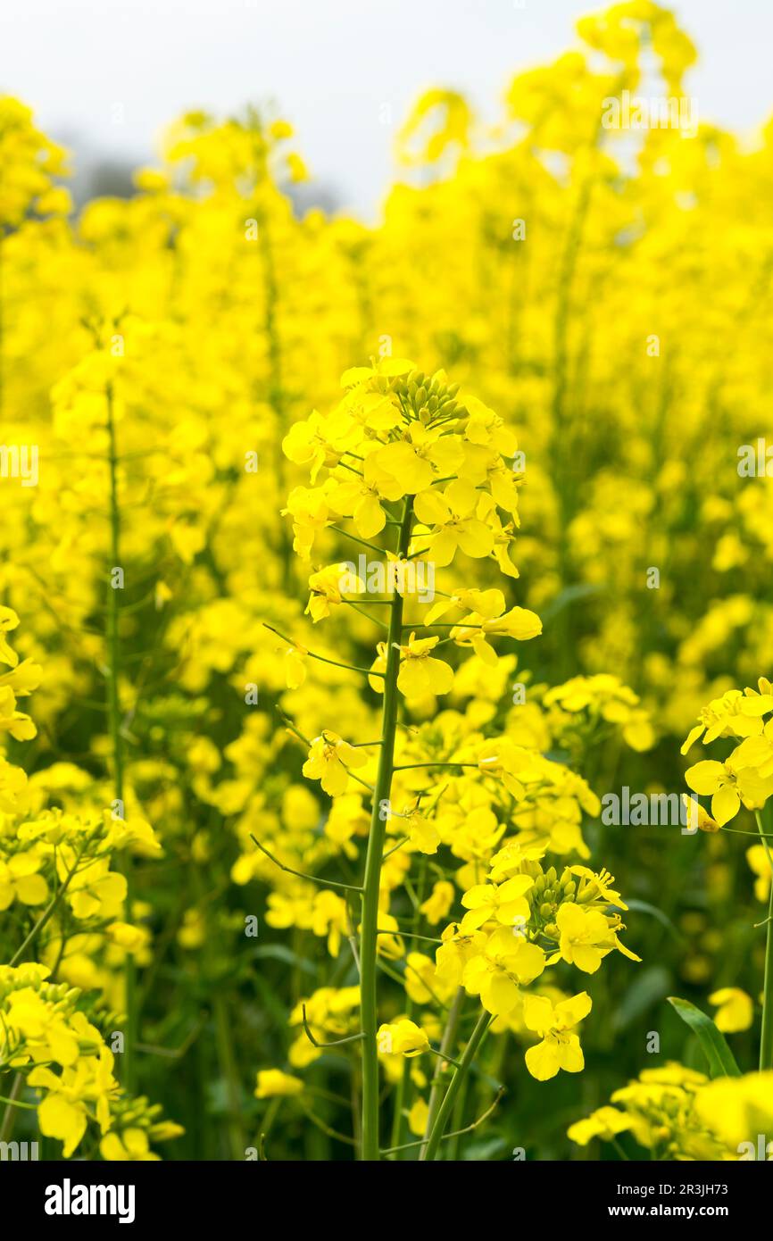 Rapeseed in full bloom Lincolnshire, England, UK.ARW Stock Photo - Alamy