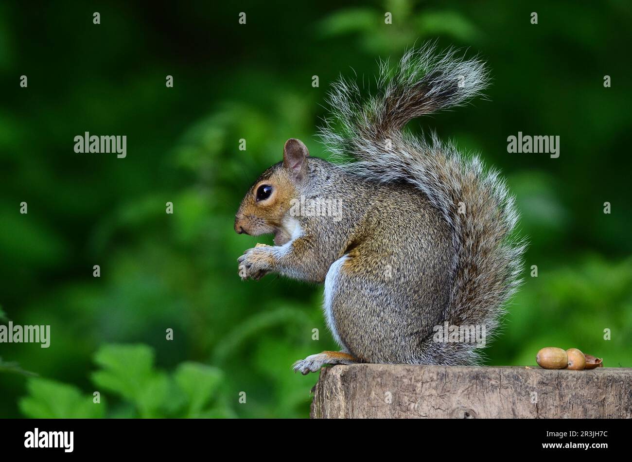 Adult grey squirrel eating acorns Stock Photo - Alamy