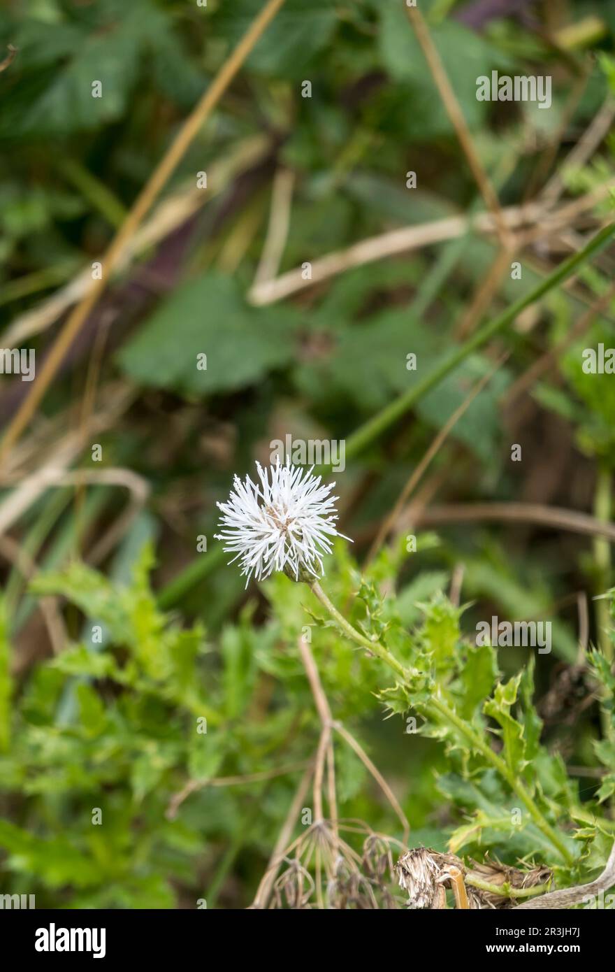 Roadside thistle hi-res stock photography and images - Alamy