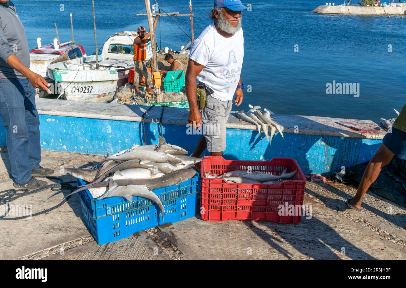 Landing a catch of small shark from fishing boat, Campeche city ...