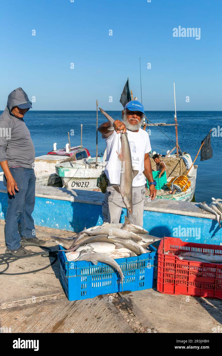 Landing a catch of small shark from fishing boat, Campeche city ...