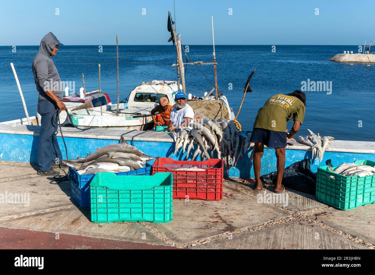 Landing a catch of small shark from fishing boat, Campeche city ...