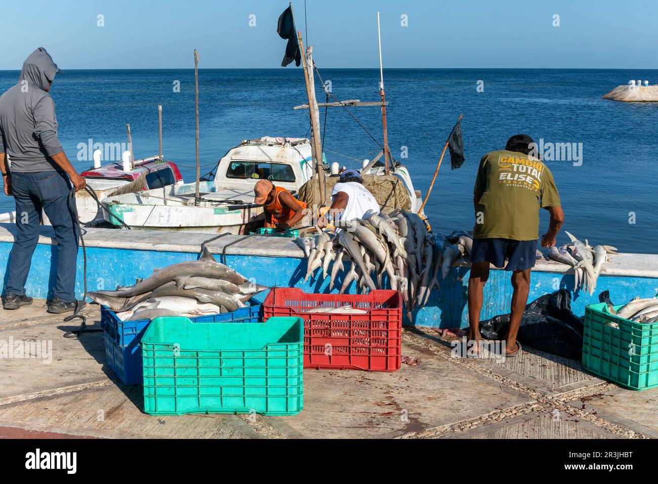 Landing a catch of small shark from fishing boat, Campeche city ...