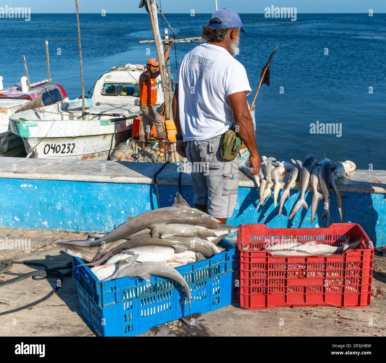 Landing a catch of small shark from fishing boat, Campeche city ...