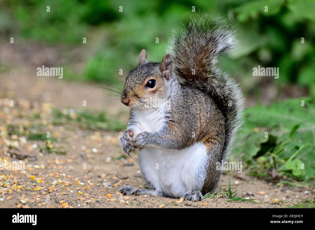 Grey Squirrel sciurus carolinensis non-native in UK Stock Photo - Alamy