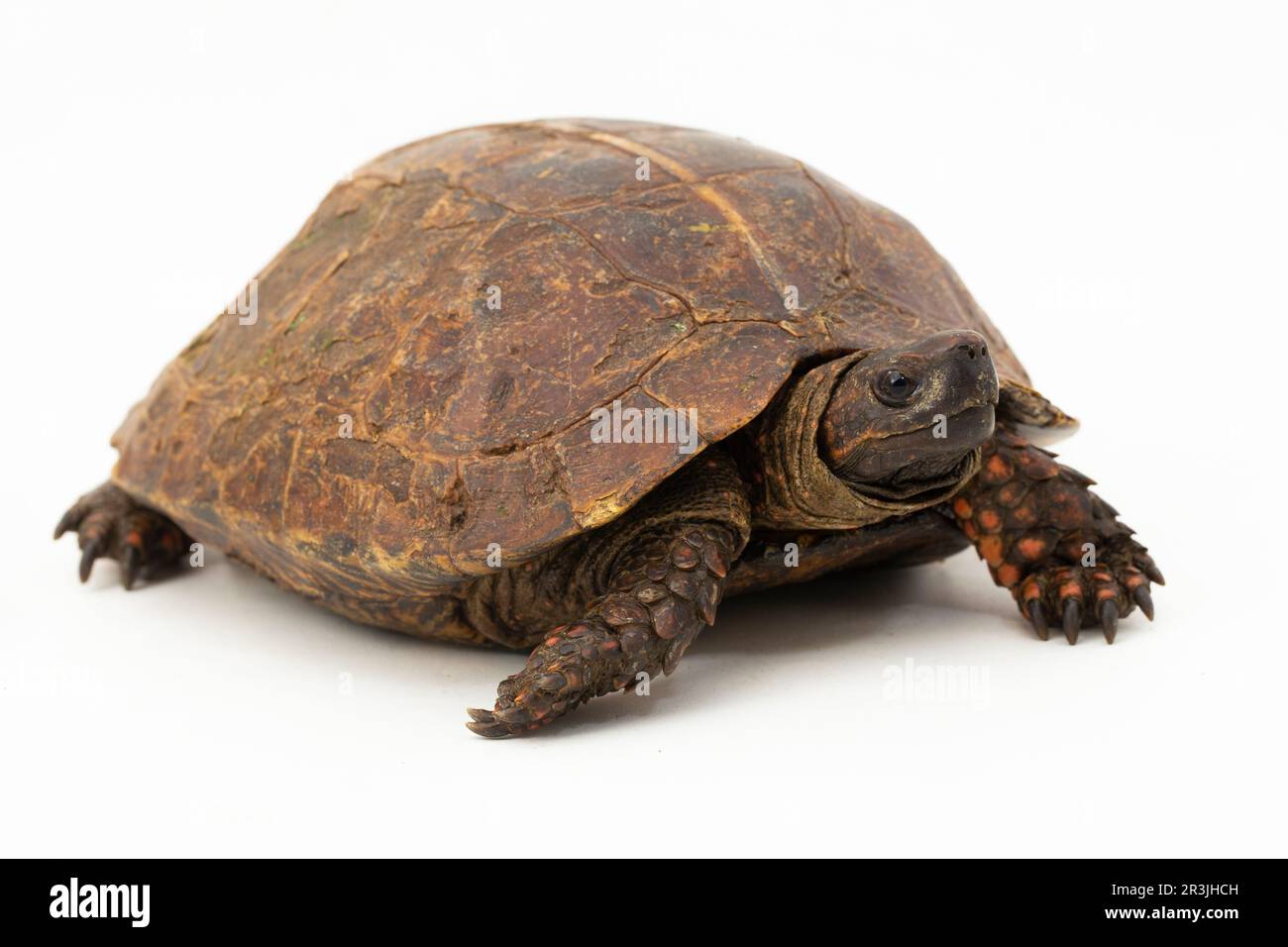 The spiny turtle (Heosemys spinosa) isolated on white background Stock ...