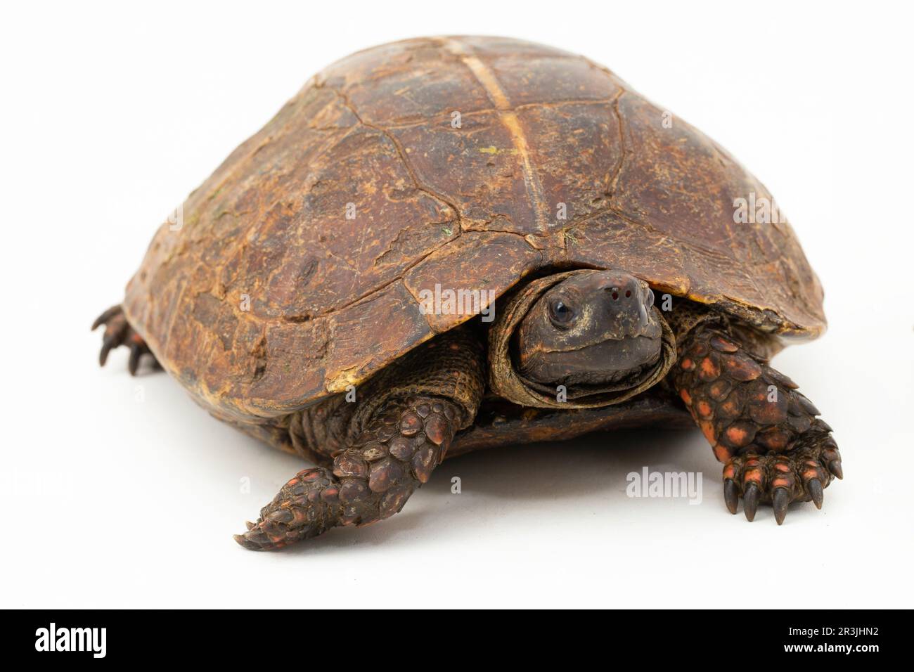 The spiny turtle (Heosemys spinosa) isolated on white background Stock ...