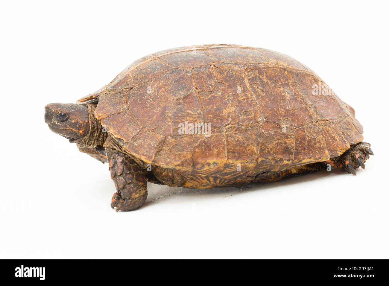 The spiny turtle (Heosemys spinosa) isolated on white background Stock ...