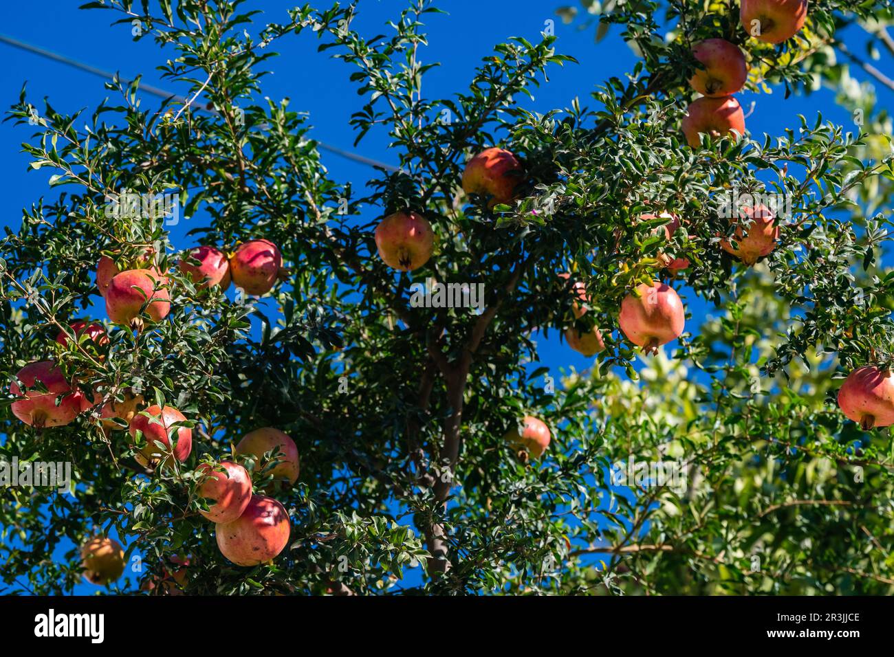 Cultivation pomegranate season hi-res stock photography and images - Alamy