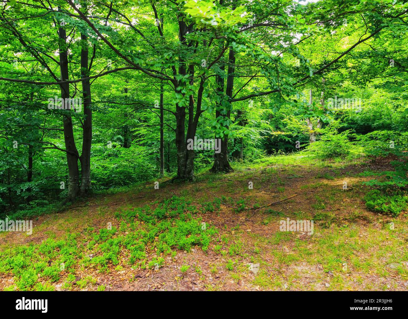 day trip through beech forest with beautiful scenery. beauty of ...