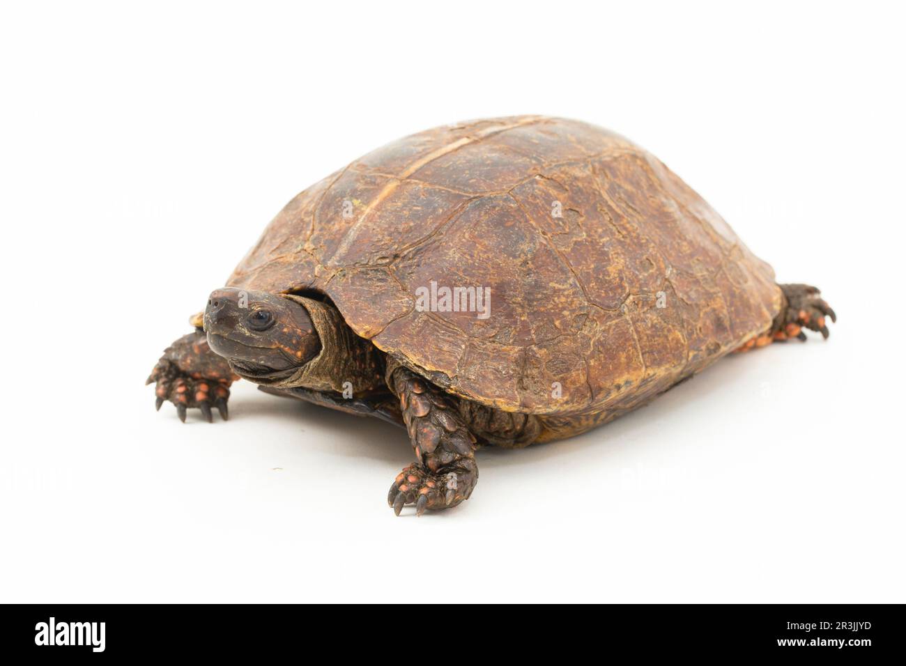The spiny turtle (Heosemys spinosa) isolated on white background Stock ...