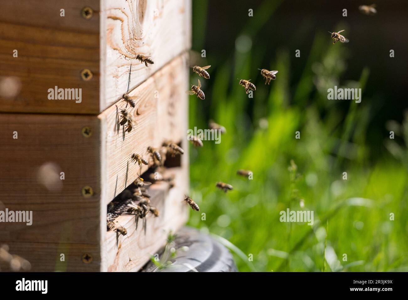 Chamber of his beehive hi-res stock photography and images - Alamy