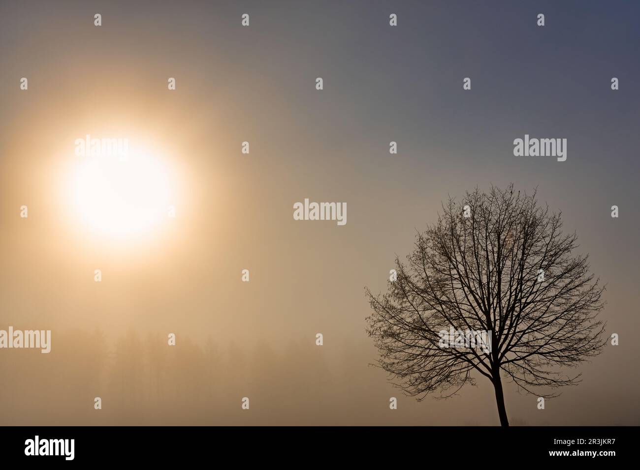 Baumkrone im nebel hi-res stock photography and images - Alamy