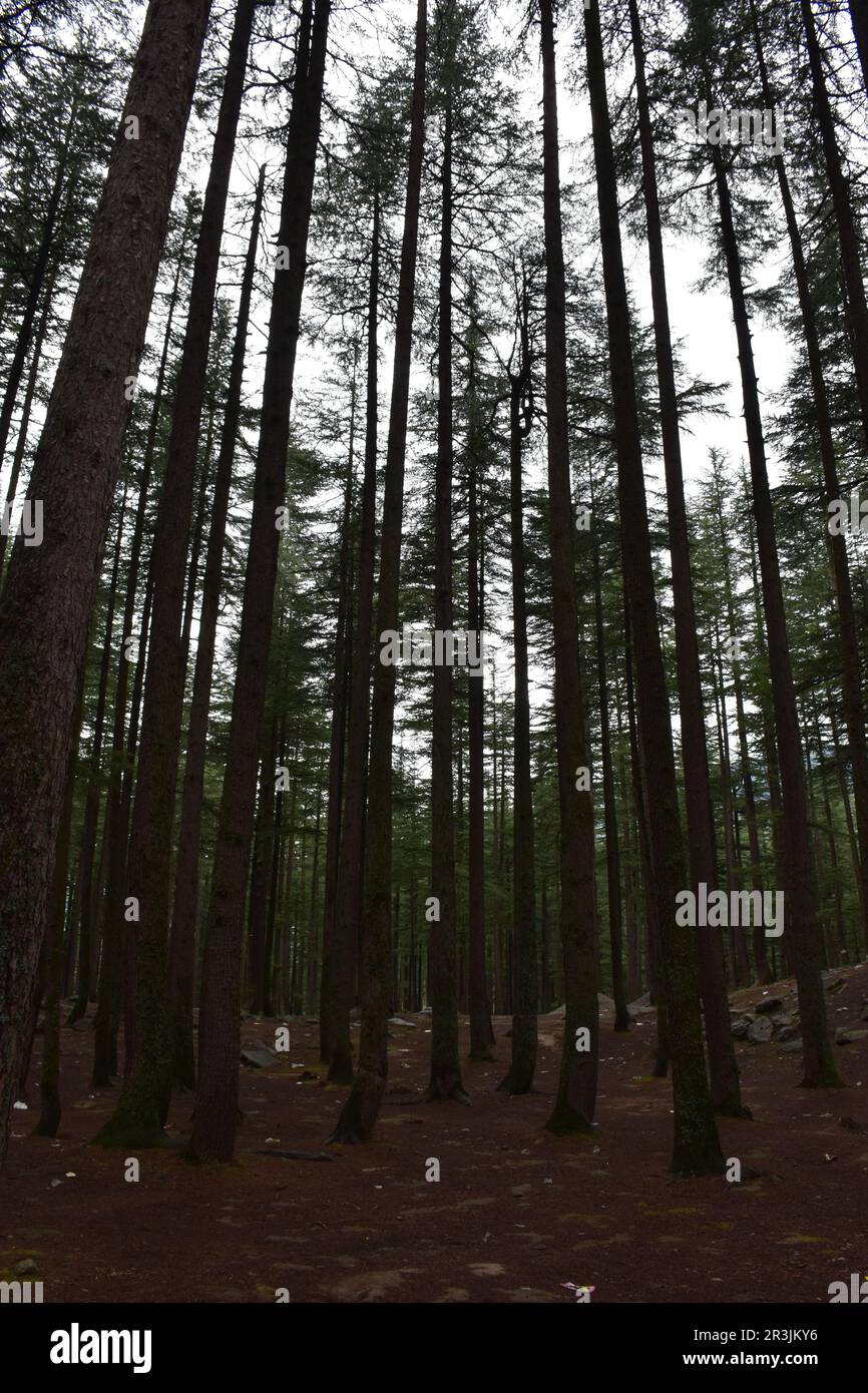 Pakistan swat trees hi-res stock photography and images - Alamy