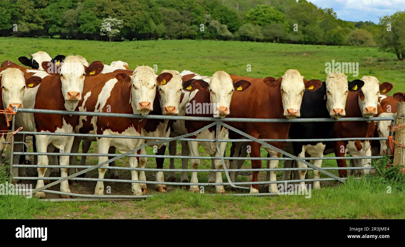 Eight cows looking over a gate hi-res stock photography and images - Alamy