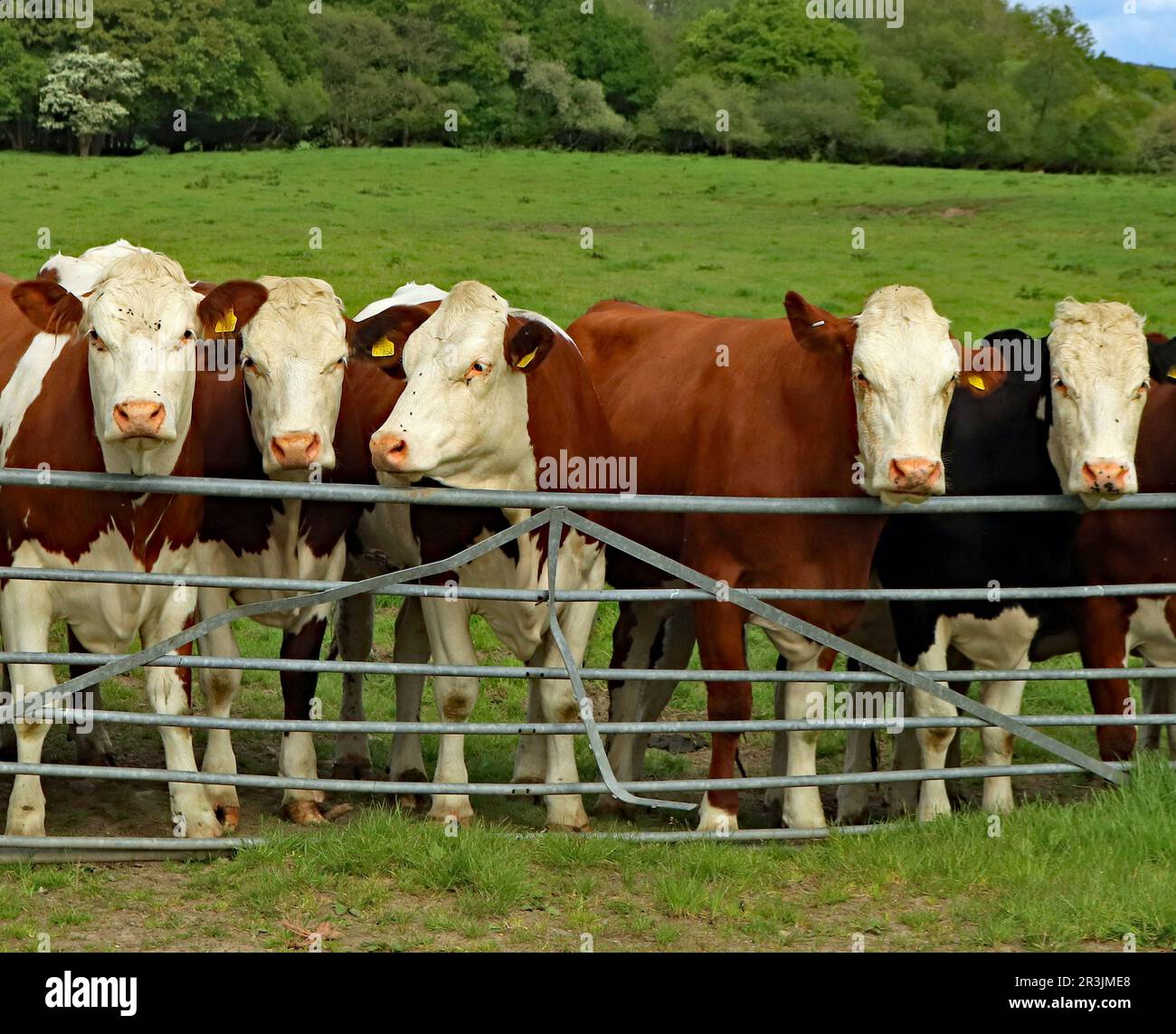 5 cows looking over a gate hi-res stock photography and images - Alamy