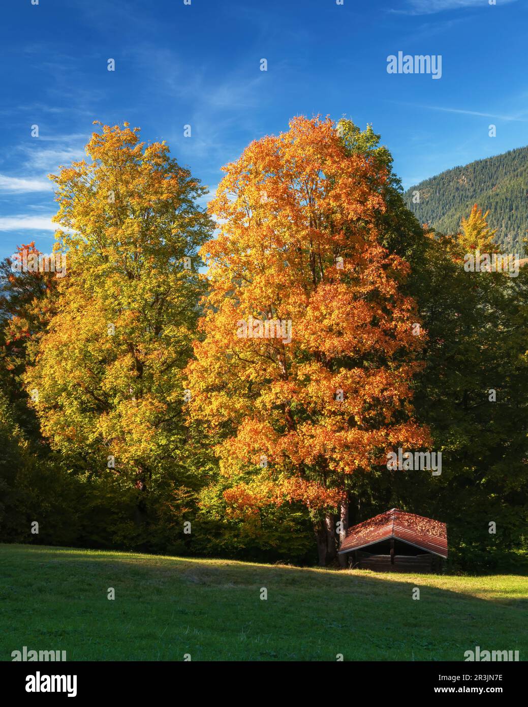 Trees with fall colors near garmisch partenkirchen in bavaria Stock ...