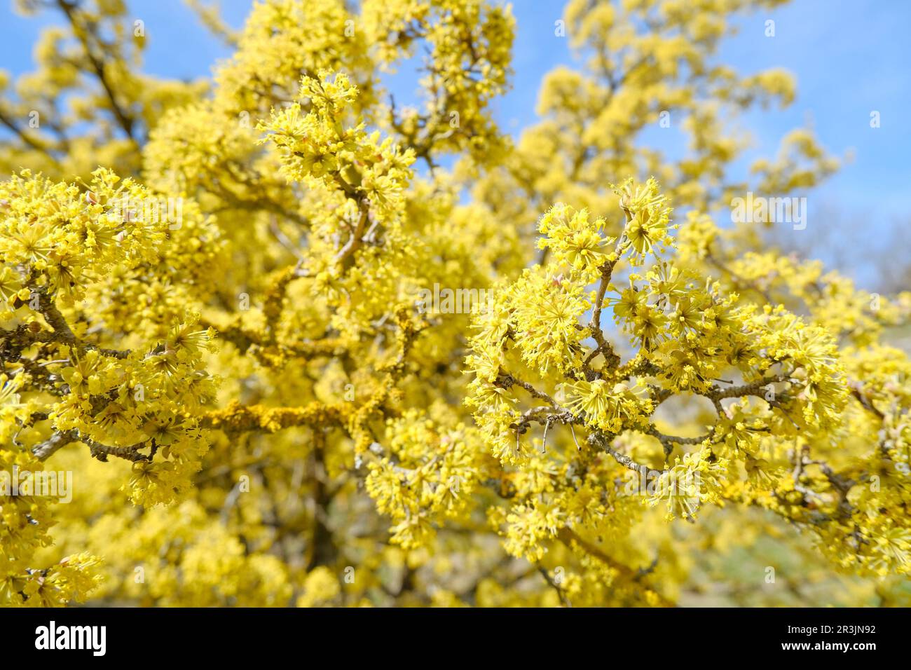 yellow tree Ciliegia cornelian, cornel, dogwood, Cornus mas, Cornus ...