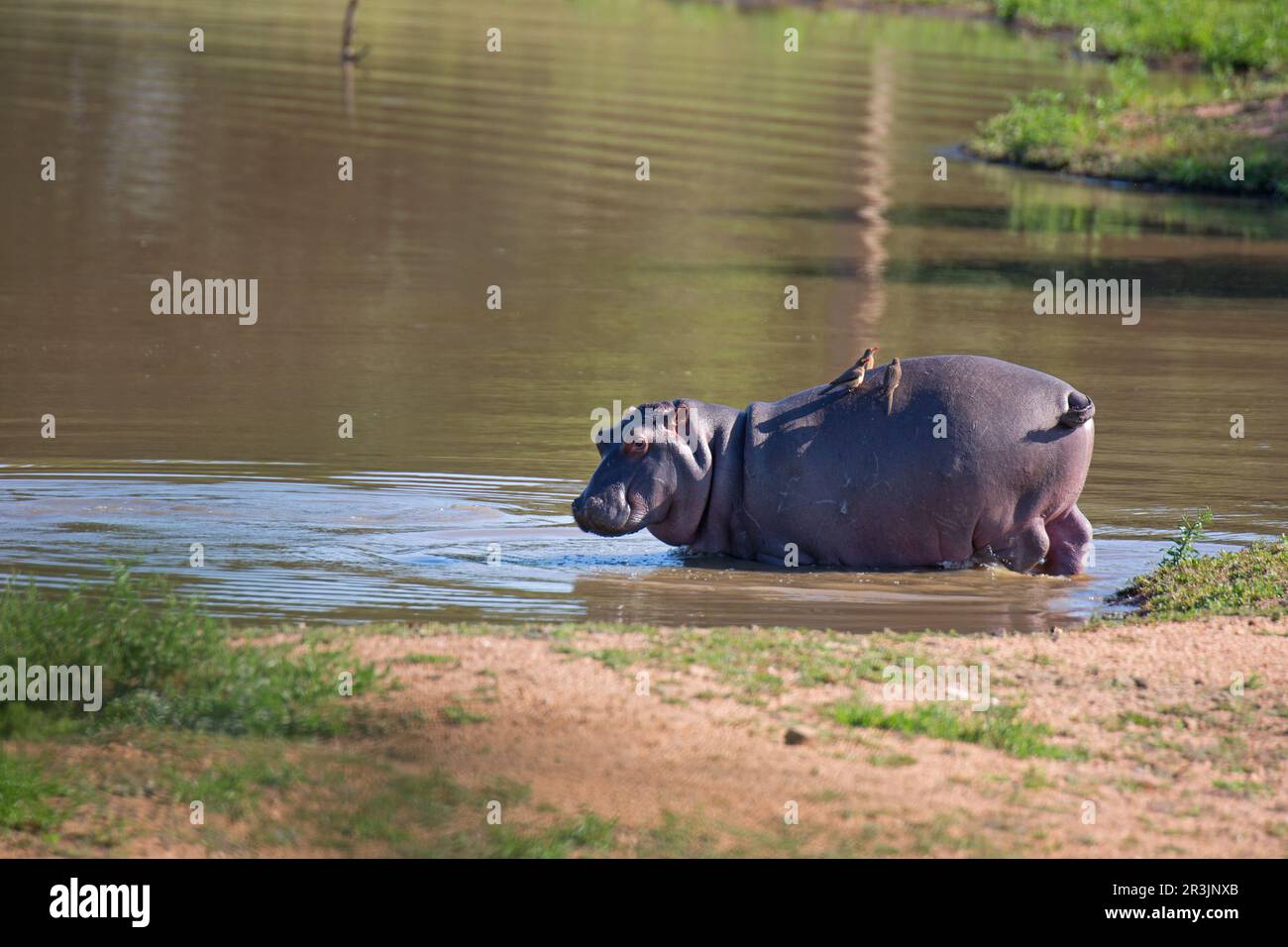 Hippo afrique hi-res stock photography and images - Alamy