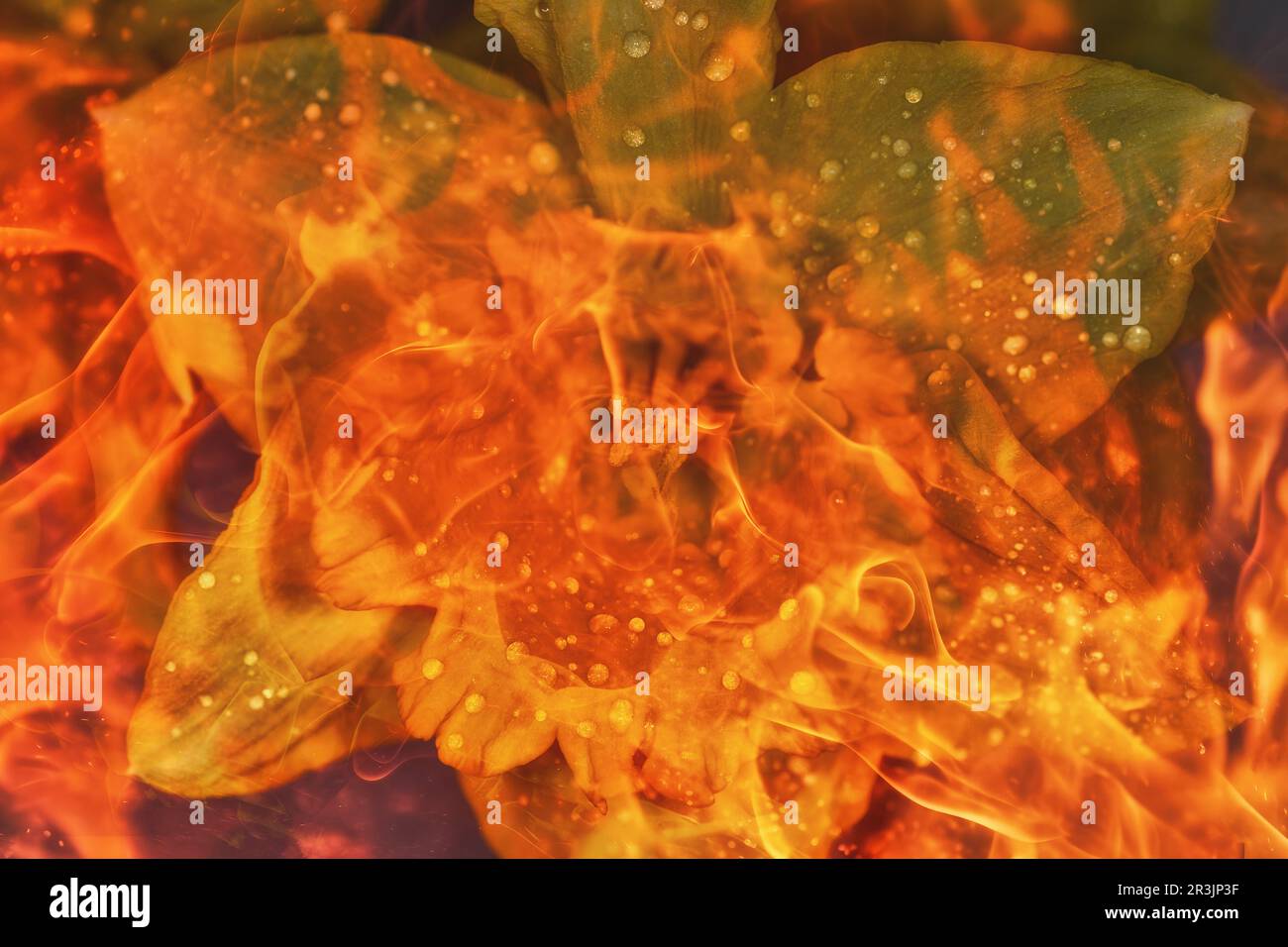 flower and fire effect. Narcissus flower Stock Photo - Alamy