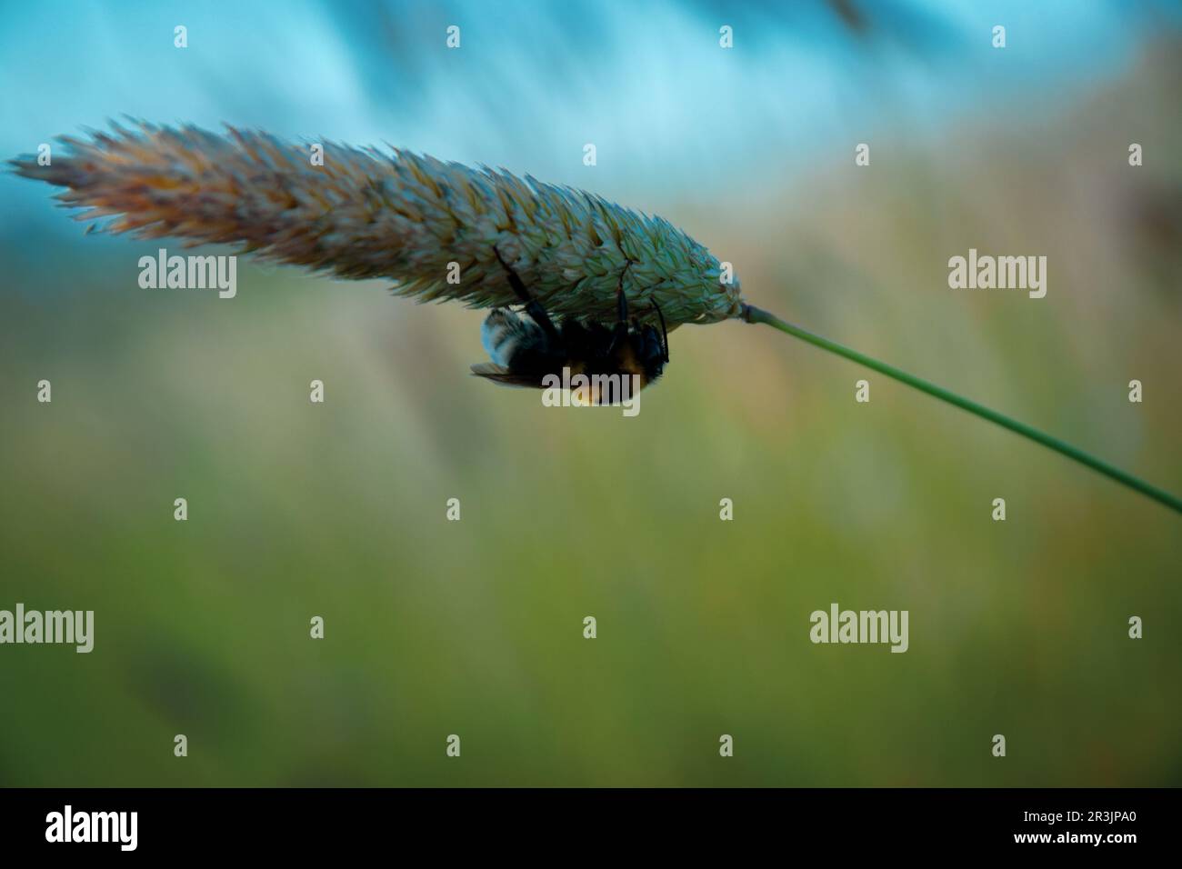 Ape insetto hi-res stock photography and images - Alamy