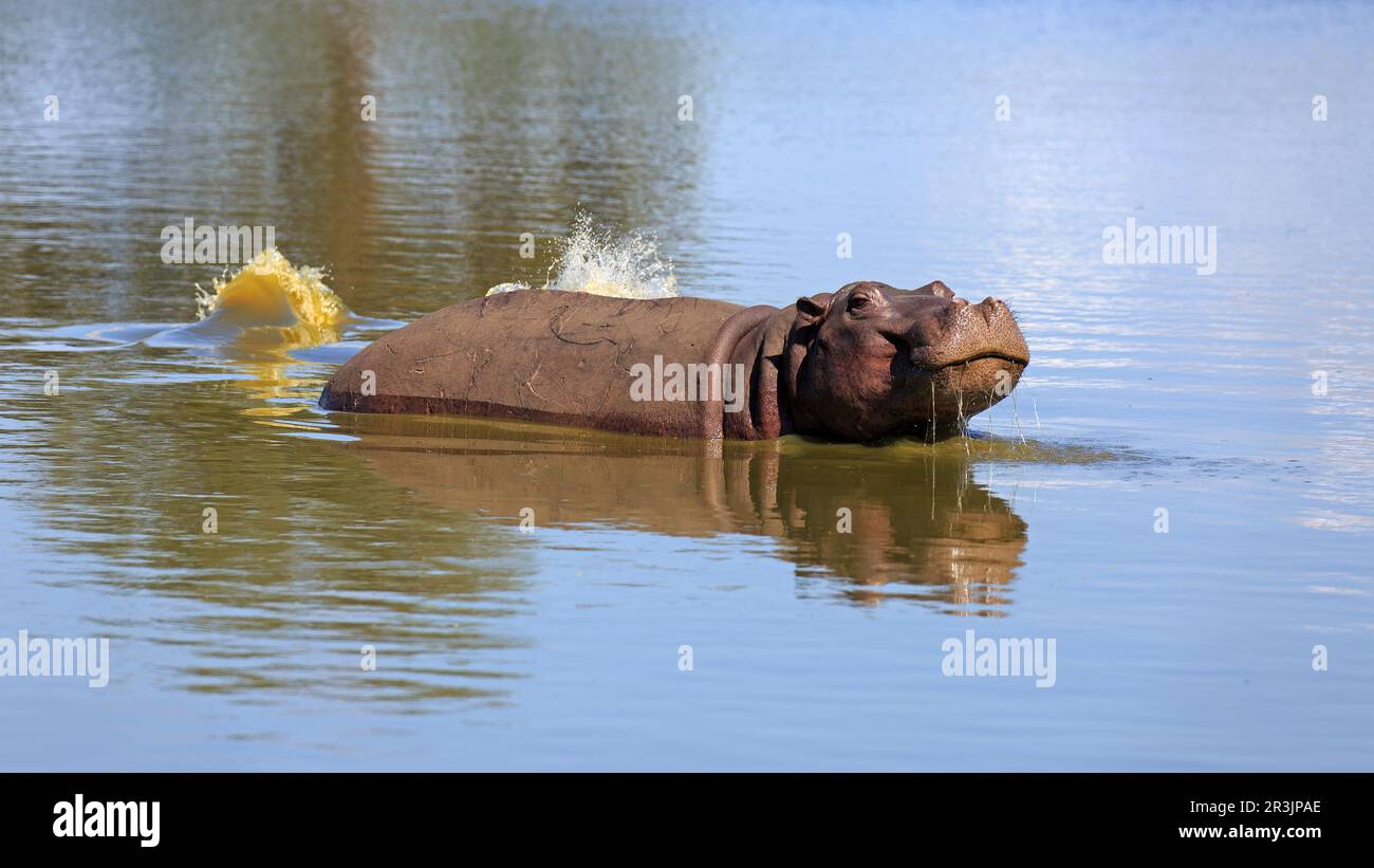 Hippo afrique hi-res stock photography and images - Alamy