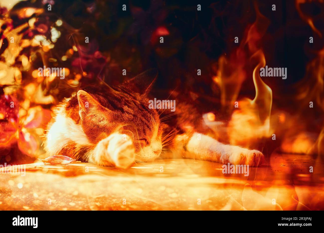 Beautiful sleeping cat in nature. Fire background Stock Photo - Alamy