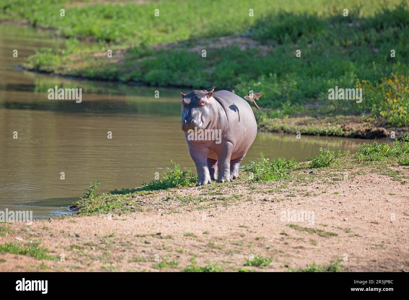 Hippo afrique hi-res stock photography and images - Alamy