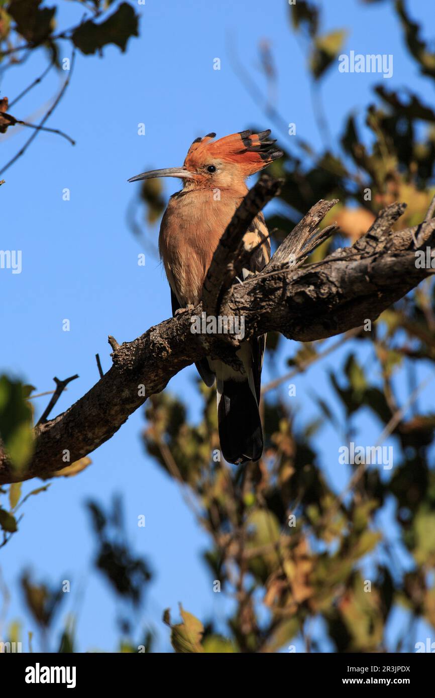 Hupatz hi-res stock photography and images - Alamy