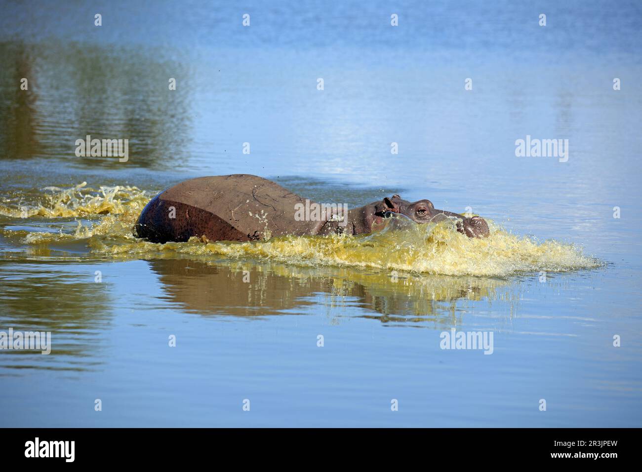 Hippo afrique hi-res stock photography and images - Alamy