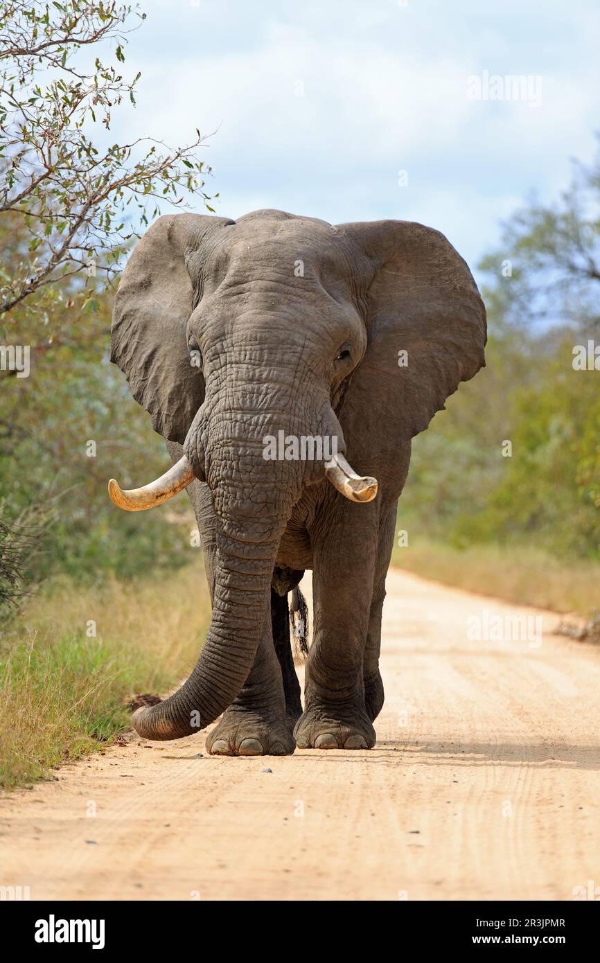 Elephant bull tasker bull hi-res stock photography and images - Alamy