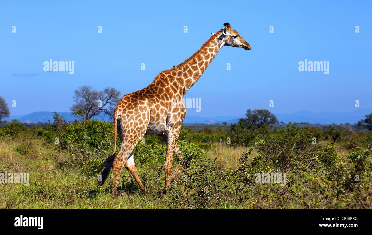 Giraffa camelopardalis afrique hi-res stock photography and images - Alamy