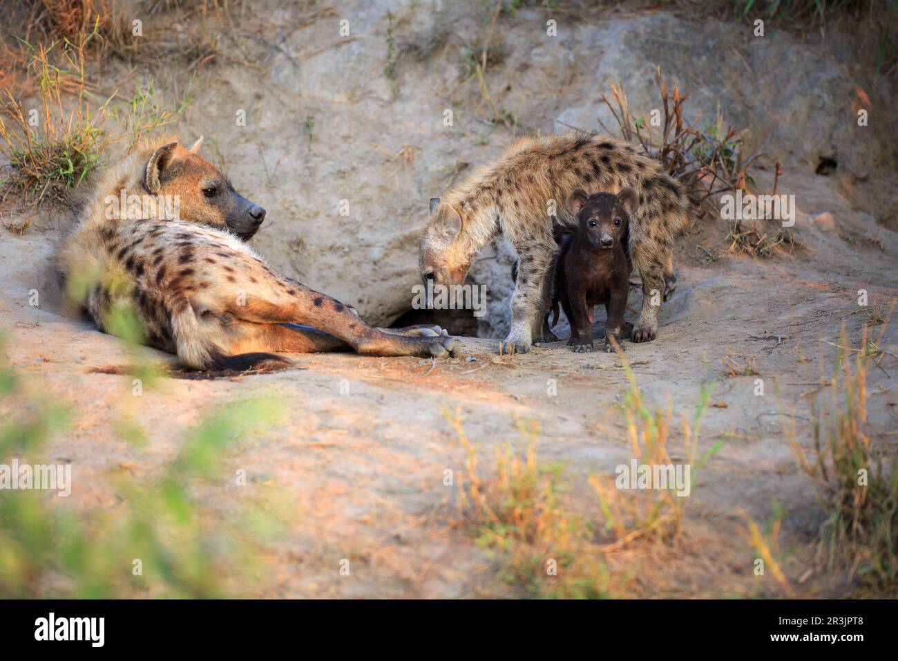 Hyena with two cubs Stock Photo - Alamy