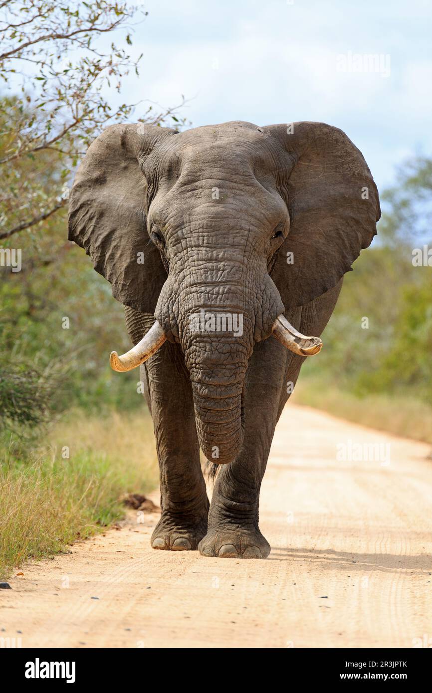 Groayer bulle hi-res stock photography and images - Alamy