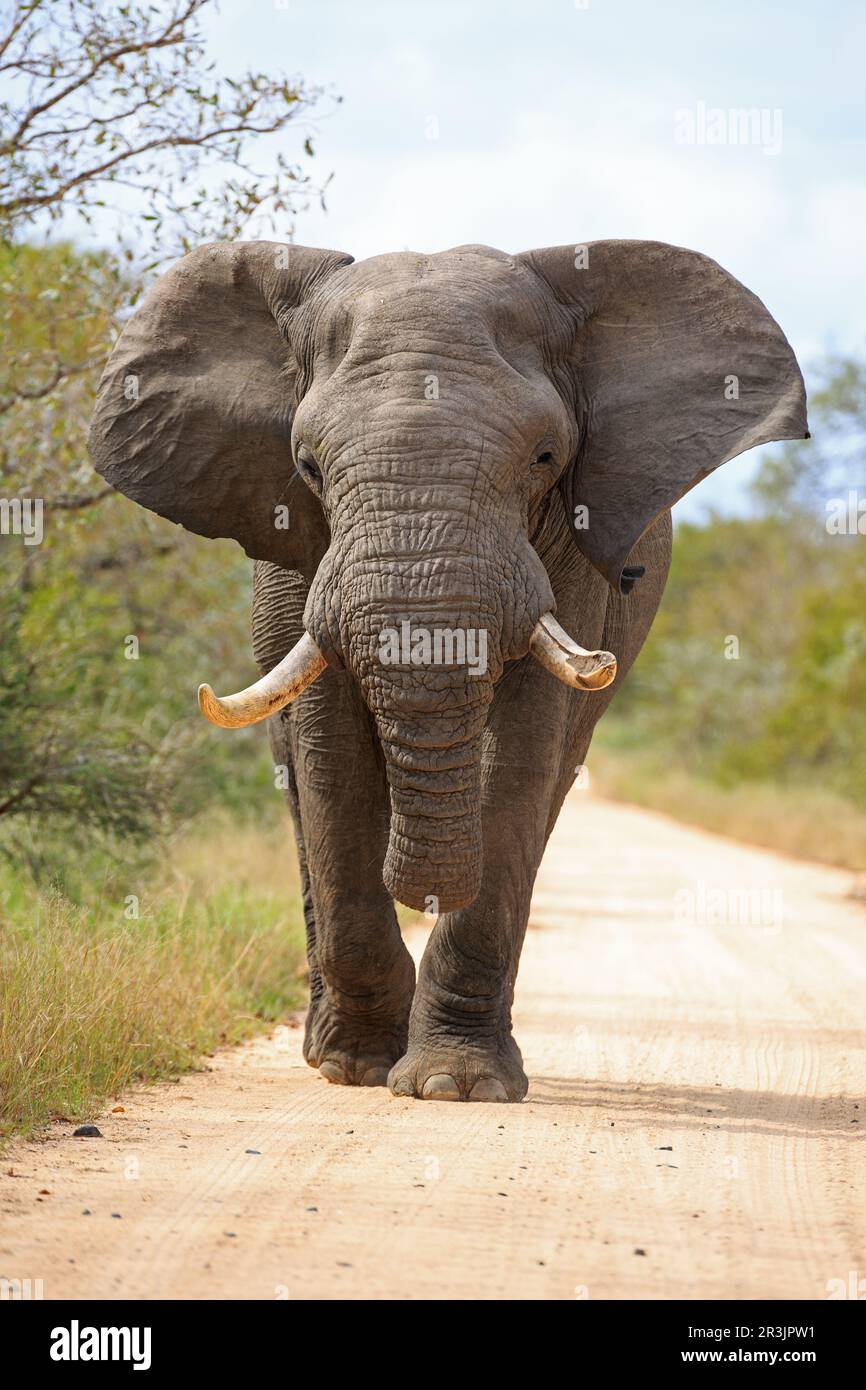 Groayer bulle hi-res stock photography and images - Alamy