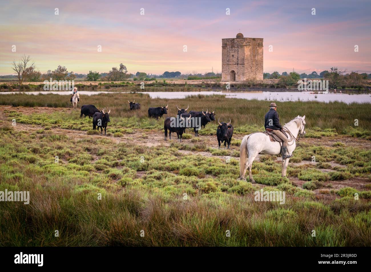 Cowboy carrying a long cattle prod near a herd of bulls, Camargue ...