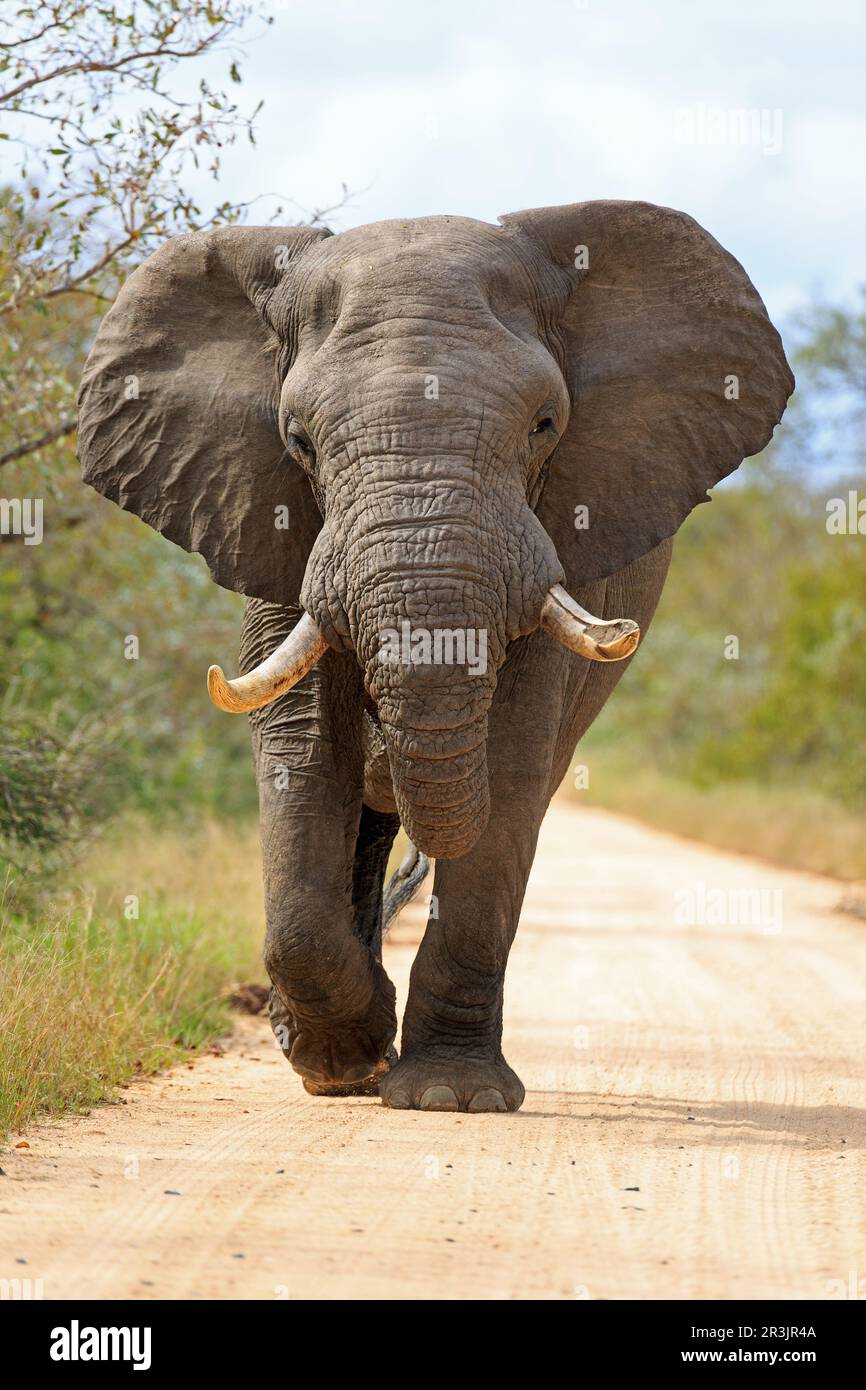 Elephant bull tasker bull hi-res stock photography and images - Alamy