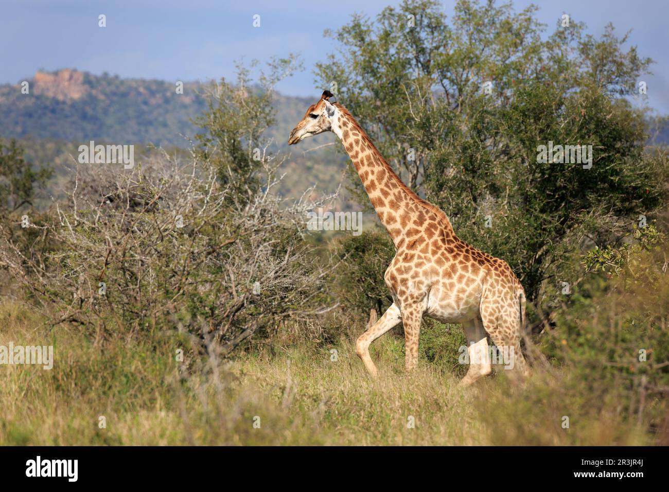 Sa d giraffe hi-res stock photography and images - Alamy