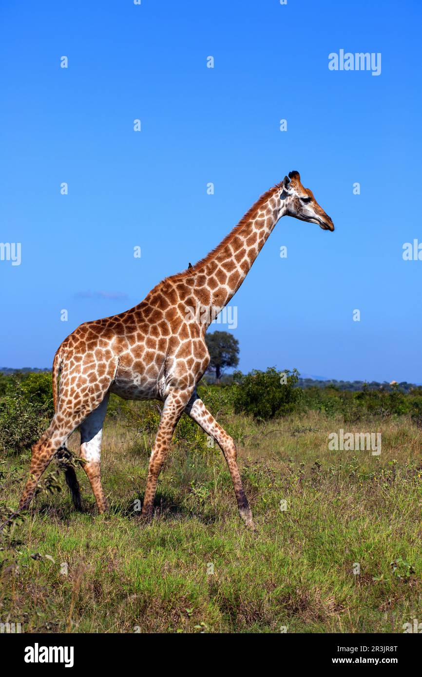 Giraffa camelopardalis afrique hi-res stock photography and images - Alamy