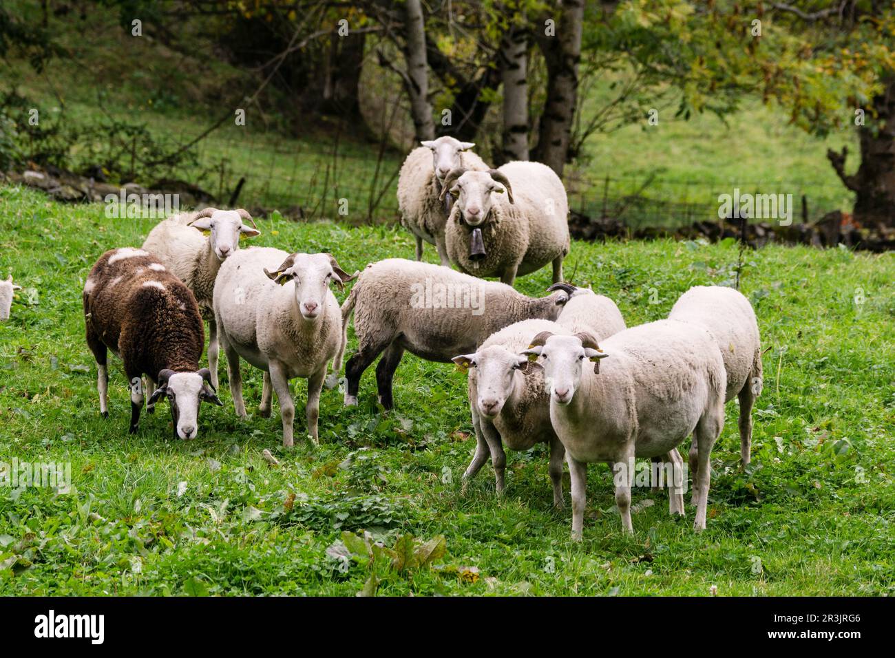 Cordillera de ovejas hi-res stock photography and images - Alamy