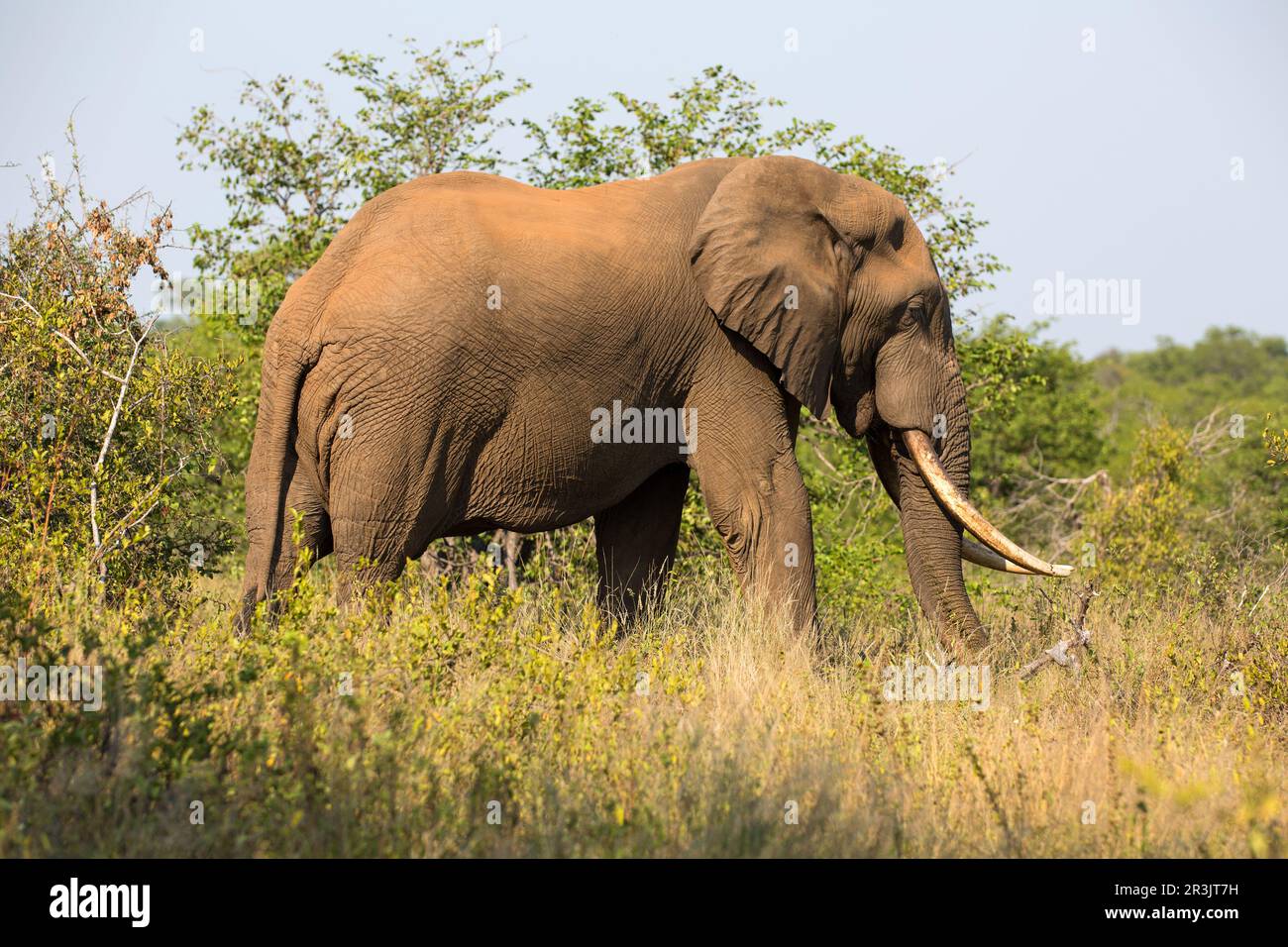 Elephant bull tasker bull hi-res stock photography and images - Alamy